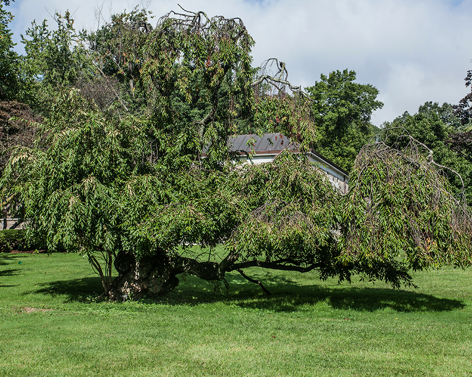 PRUNUS SUBHIRTELLA ‘PENDULA’ – CHERRY/PLUM, SPP. ‘PENDULA’ | Woodlawn ...